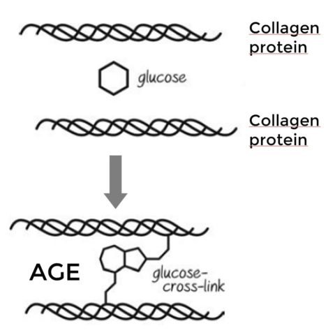 Causes of Aging | Advanced Glycation End Products (AGEs) & Crosslinks